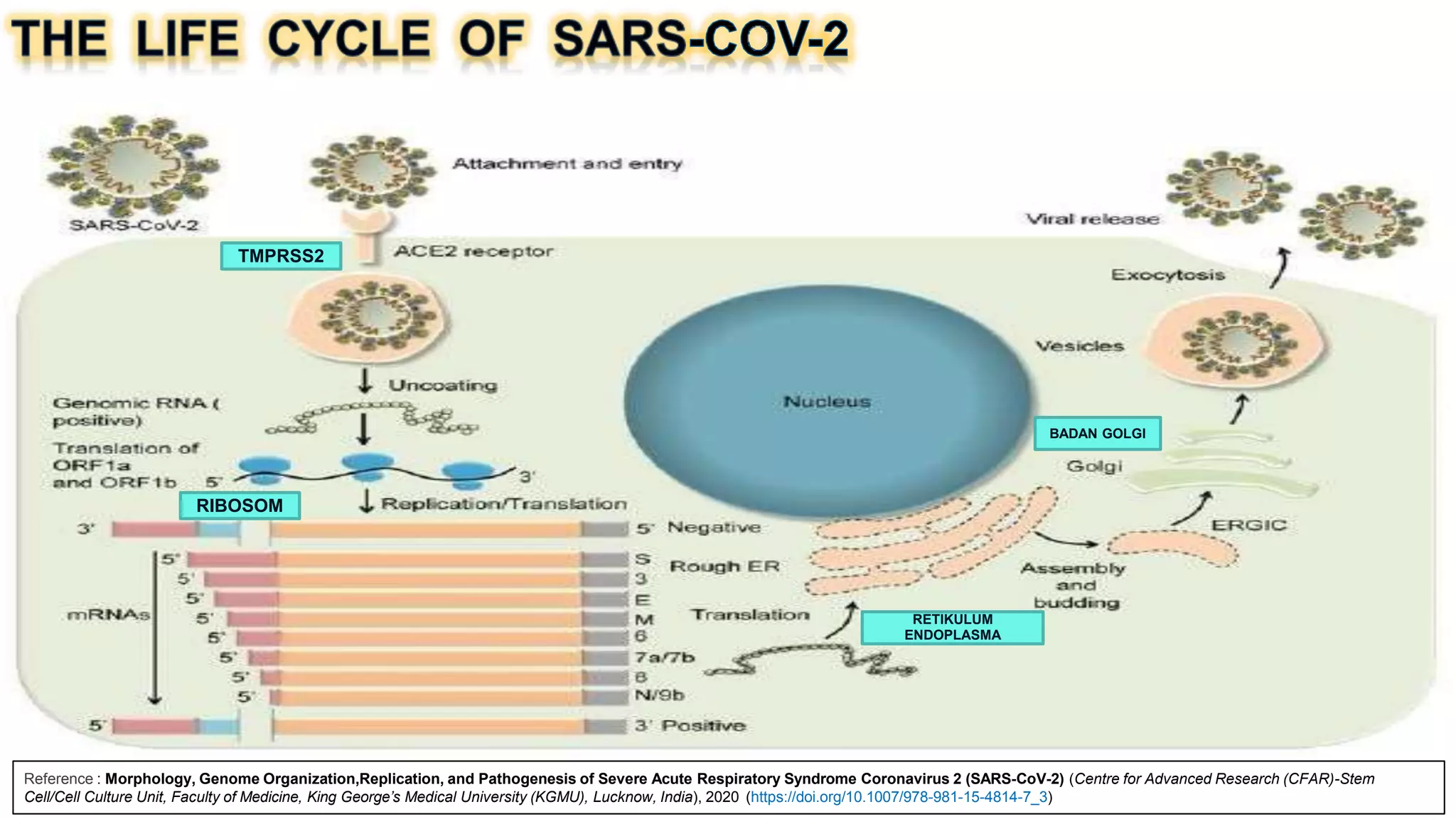 An Overvie of Viral Structure and Host Response-converted.pptx