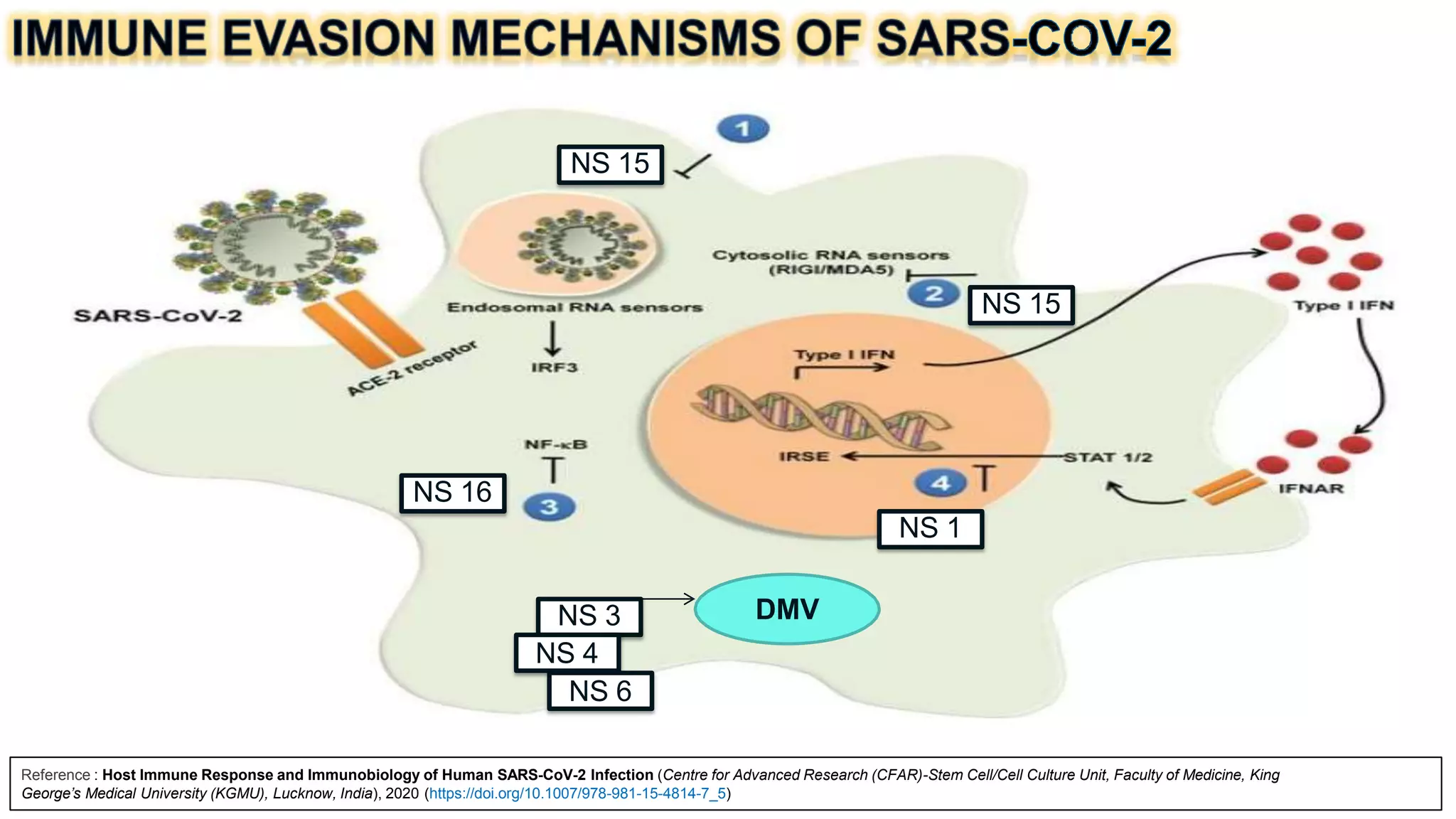 An Overvie of Viral Structure and Host Response-converted.pptx