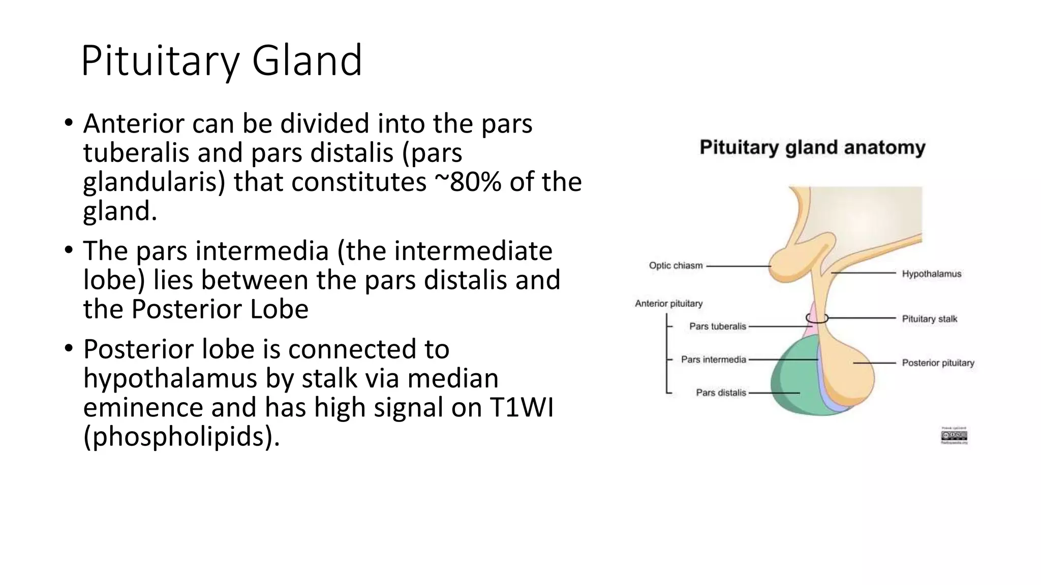 An Overview Of Endoscopic Endonasal Trans Sphenoidal Approach Pptx