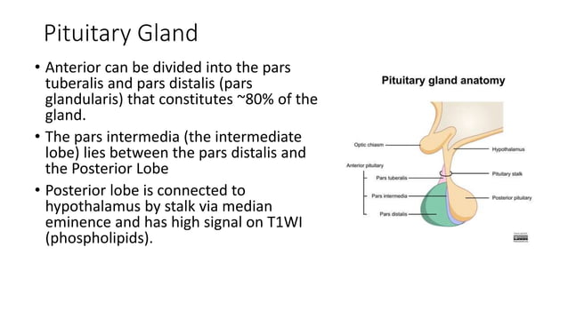 An Overview of Endoscopic endonasal Trans sphenoidal approach.pptx