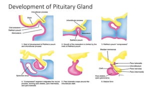 An Overview of Endoscopic endonasal Trans sphenoidal approach.pptx