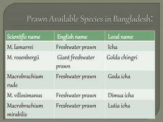 An overview of freshwater prawn fishery in bangladesh present status ...