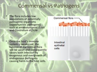 An overview of gut microbiota | PPT