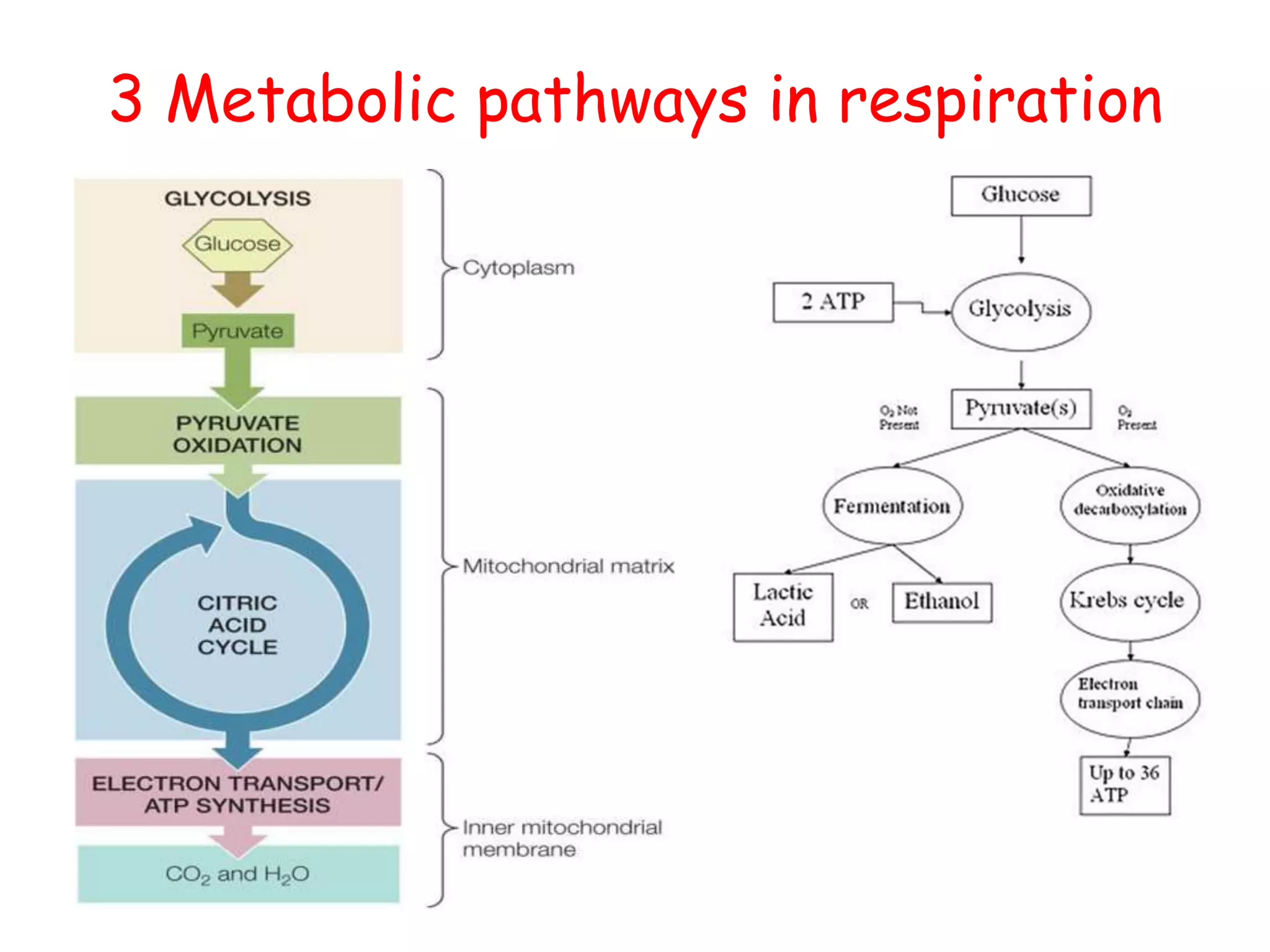 An overview of metabolism.pptx