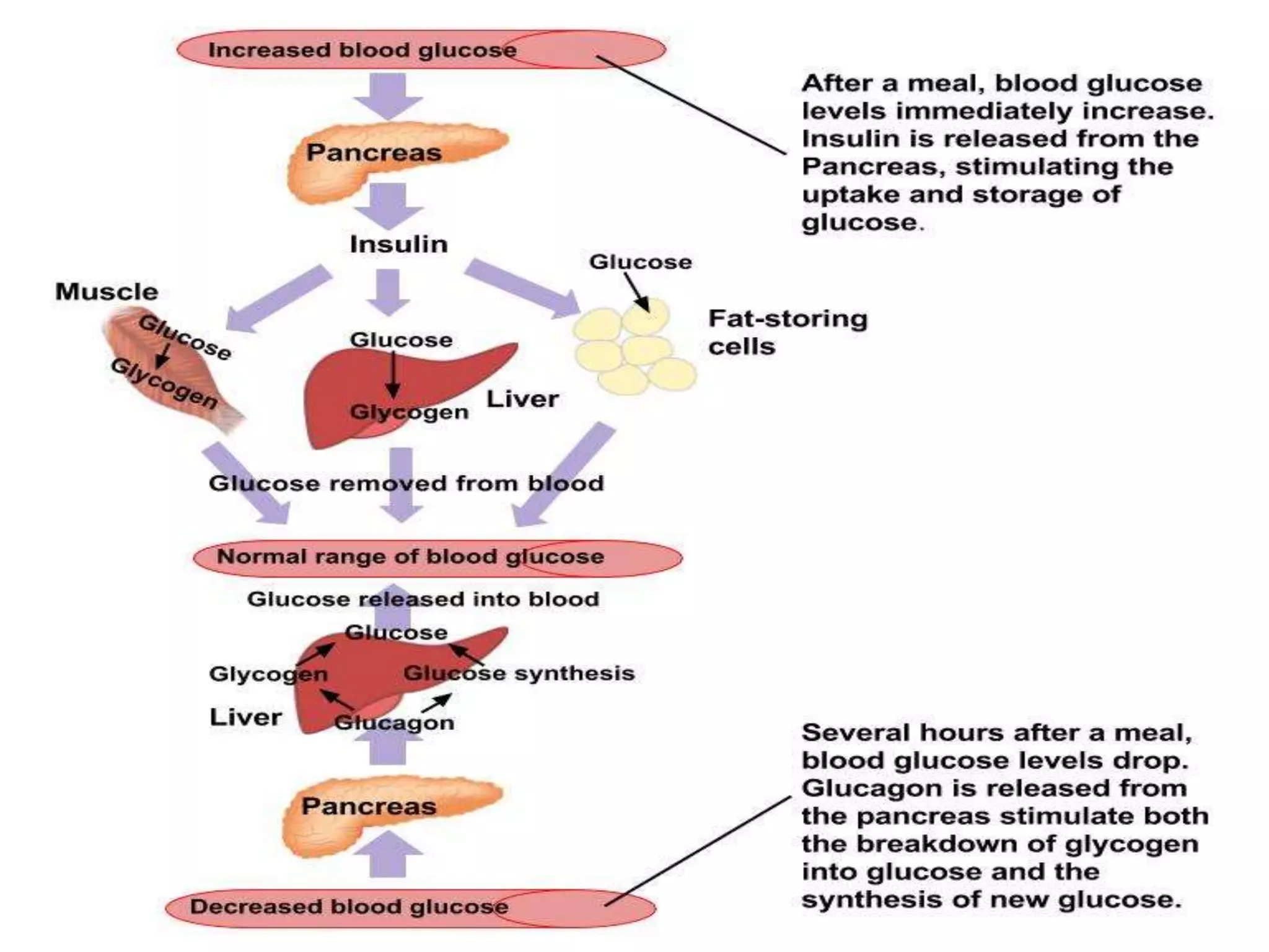 An overview of metabolism.pptx