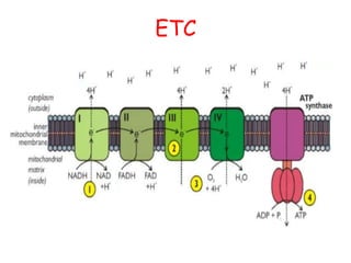 An overview of metabolism.pptx