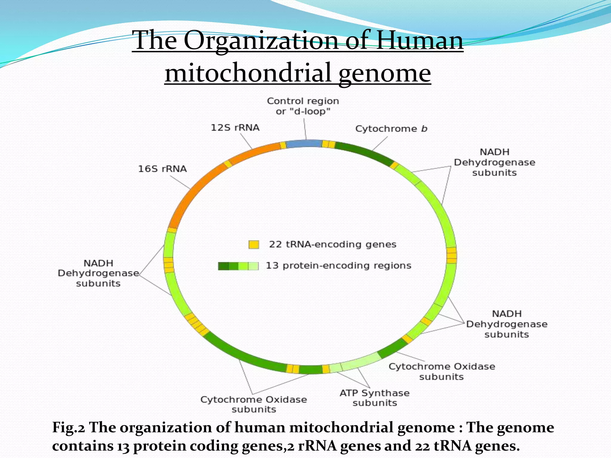 An overview of mitochondrial biology | PPTX