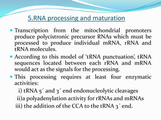 An overview of mitochondrial biology | PPTX