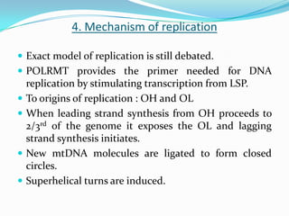 An overview of mitochondrial biology | PPTX