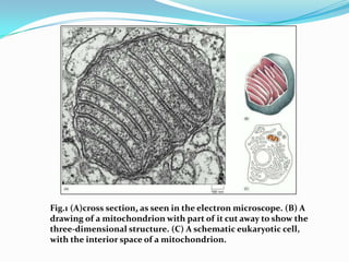 An overview of mitochondrial biology | PPTX