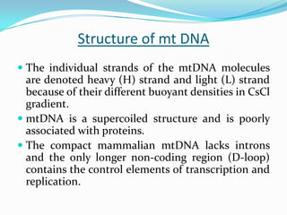 An overview of mitochondrial biology | PPTX