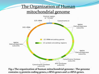 An overview of mitochondrial biology | PPTX