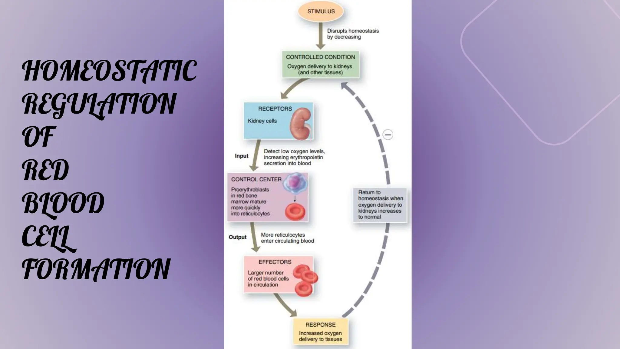An overview of Red blood cells (01).pptx