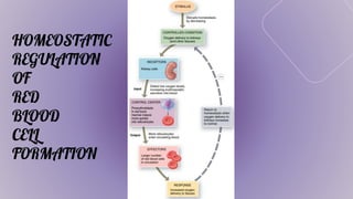 An overview of Red blood cells (01).pptx