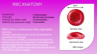 An overview of Red blood cells (01).pptx
