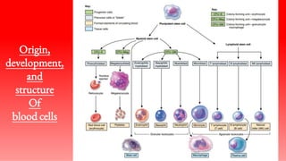 An overview of Red blood cells (01).pptx