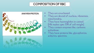 An overview of Red blood cells (01).pptx
