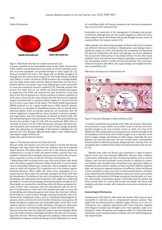 An Overview of Sickle Cell Disease from an Immunological Perspective.pdf