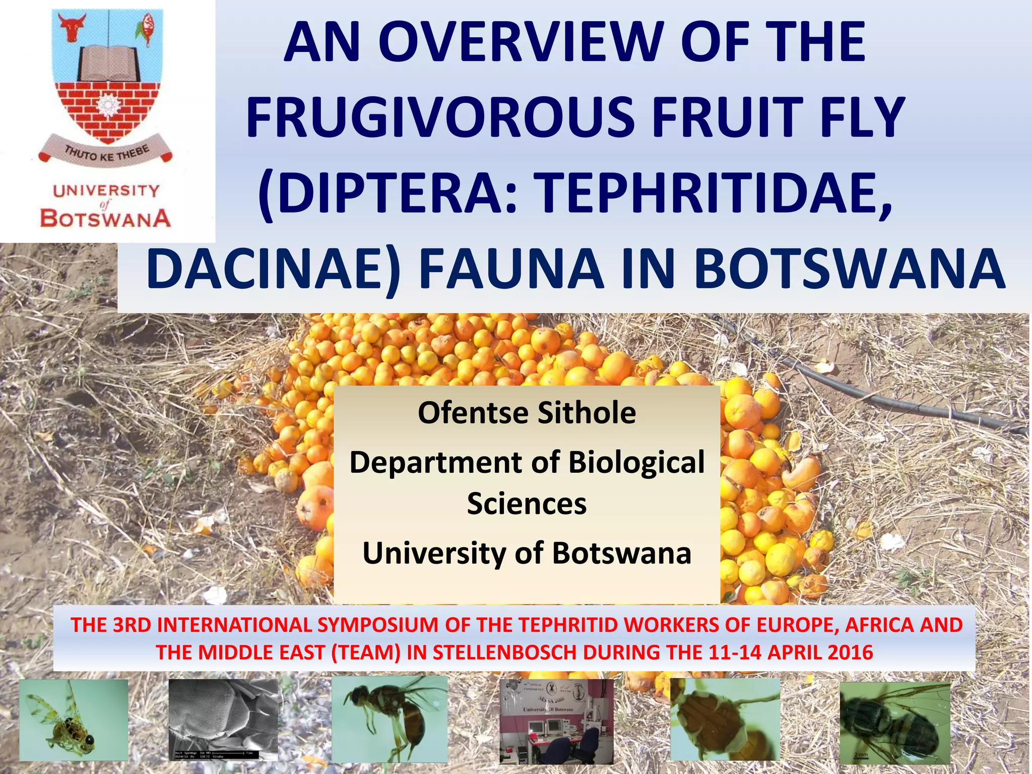 An overview of the frugivorous fruit fly diptera- tephritidae fauna in ...