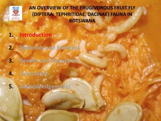 An overview of the frugivorous fruit fly diptera- tephritidae fauna in ...