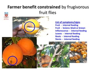 An overview of the frugivorous fruit fly diptera- tephritidae fauna in ...