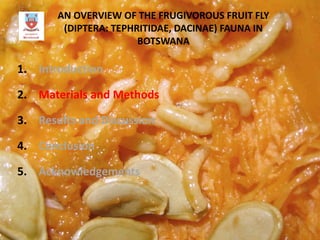 An overview of the frugivorous fruit fly diptera- tephritidae fauna in ...