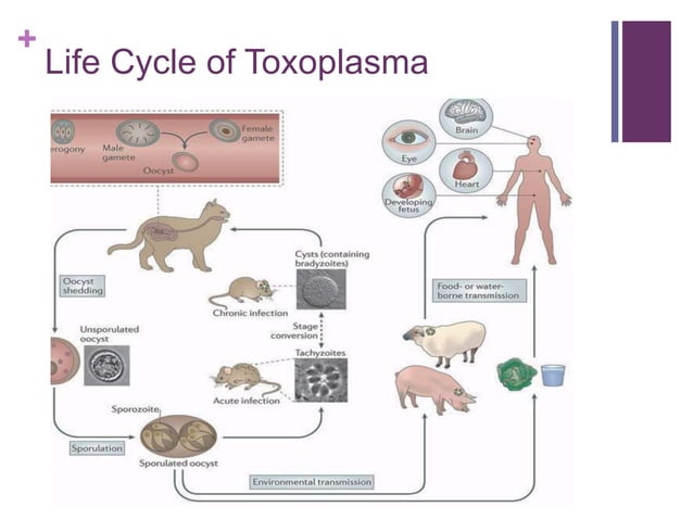 An overview of toxoplasmosis | PPTX | Pregnancy | Reproductive Health