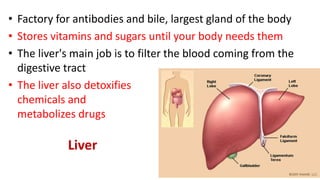 Digestive system - diploma 27 | PDF