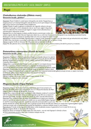 Anpls brosura prezentare=2008=aria naturala protejata lacul snagov | PDF