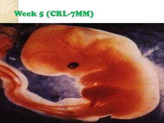 newborn growth n development | PPTX