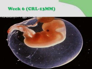 newborn growth n development | PPTX