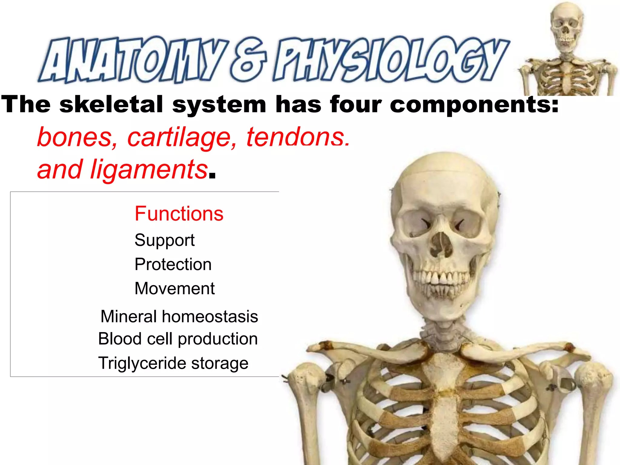 Review of Anatomy and Physiology of Musculoskeletal System / Nursing | PPTX
