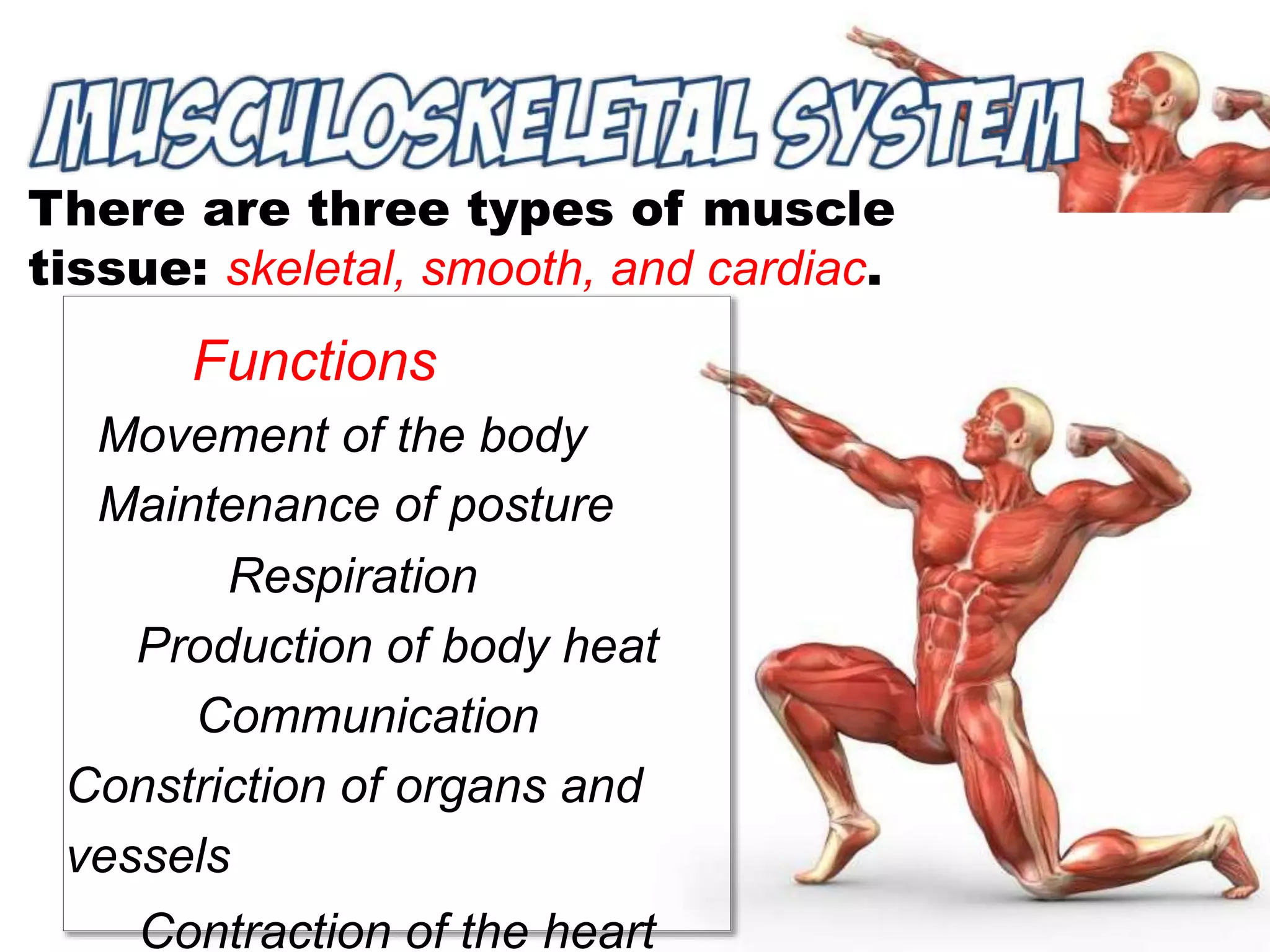 Review of Anatomy and Physiology of Musculoskeletal System / Nursing | PPTX
