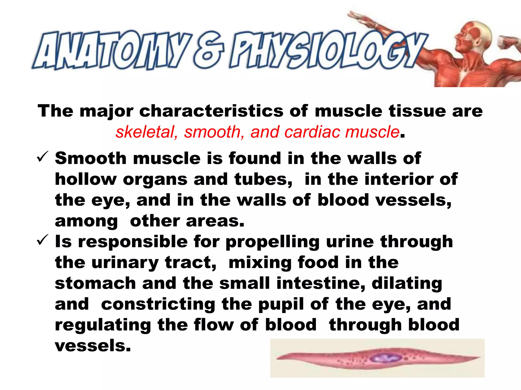 Review of Anatomy and Physiology of Musculoskeletal System / Nursing | PPTX