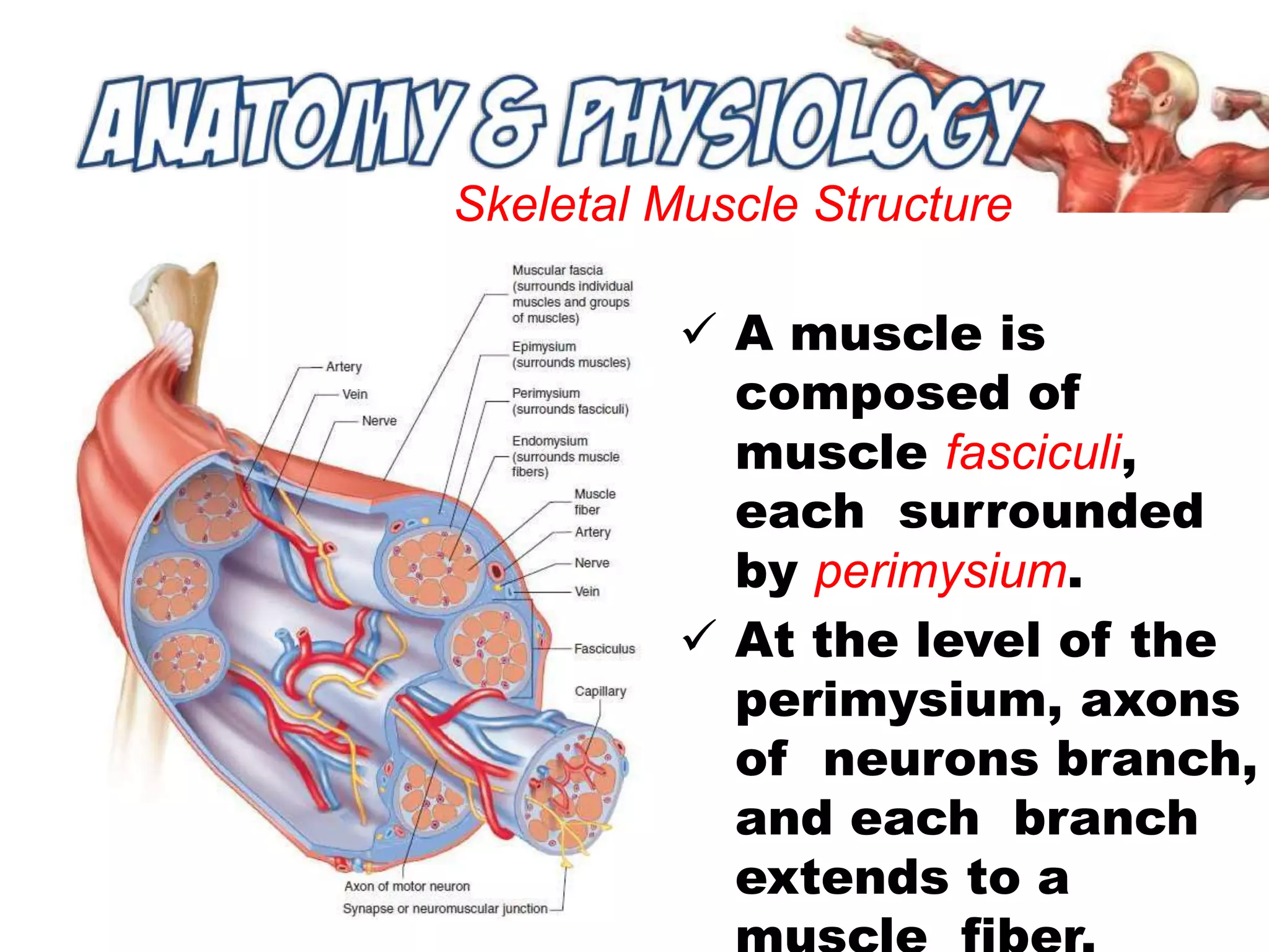 Review of Anatomy and Physiology of Musculoskeletal System / Nursing | PPTX
