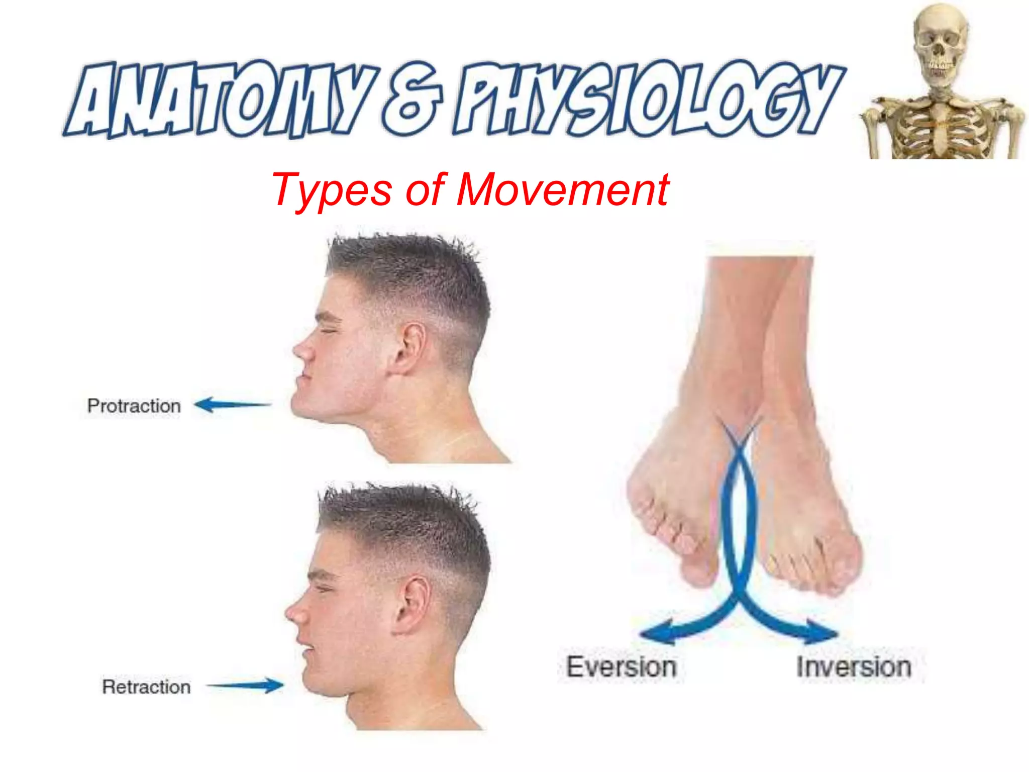 Review of Anatomy and Physiology of Musculoskeletal System / Nursing | PPTX