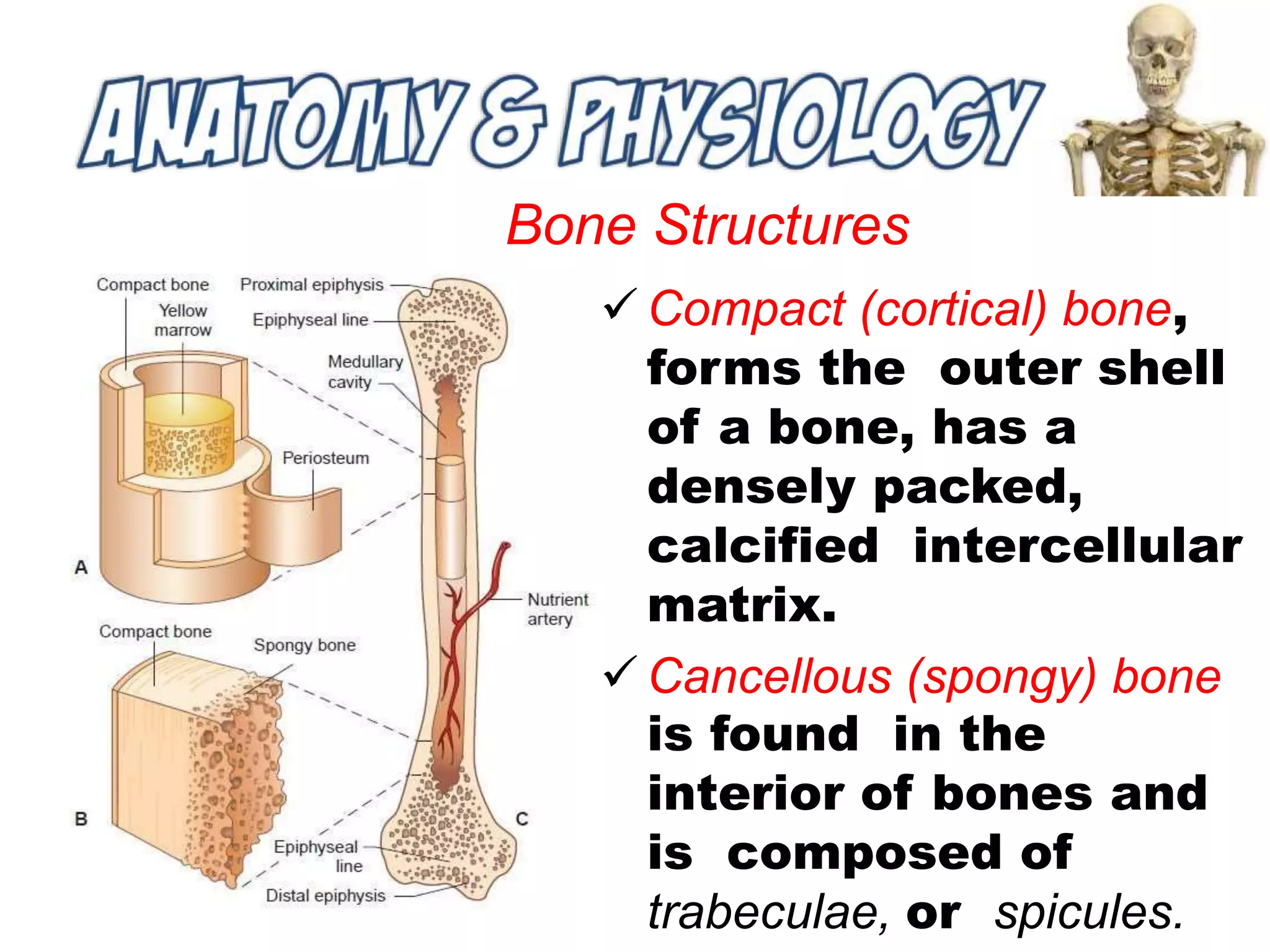 Review of Anatomy and Physiology of Musculoskeletal System / Nursing | PPTX