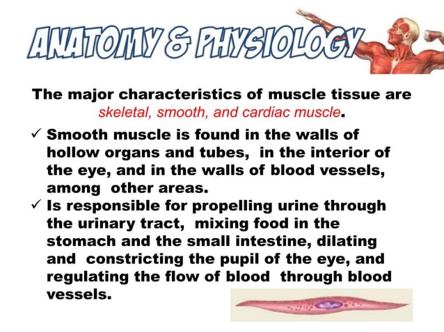 Review of Anatomy and Physiology of Musculoskeletal System / Nursing ...