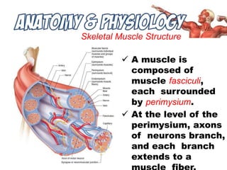 Review of Anatomy and Physiology of Musculoskeletal System / Nursing | PPTX