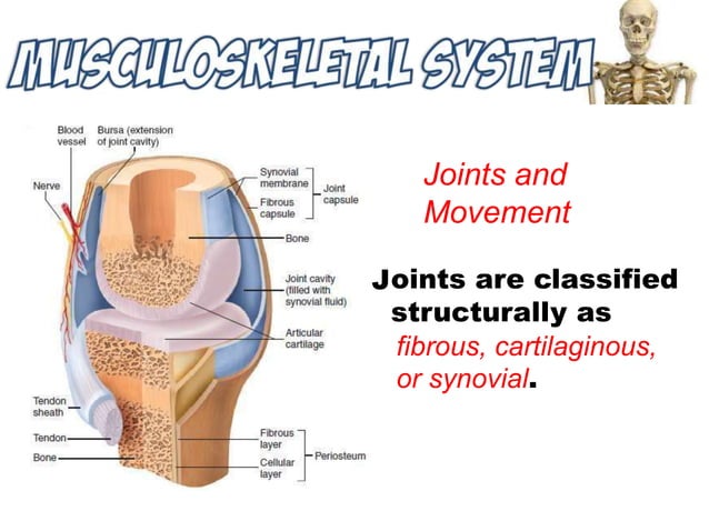 Review of Anatomy and Physiology of Musculoskeletal System / Nursing ...