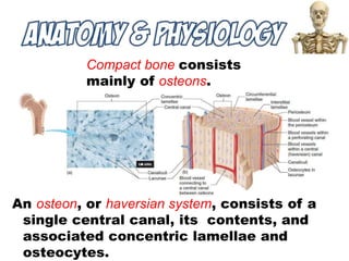 Review of Anatomy and Physiology of Musculoskeletal System / Nursing ...