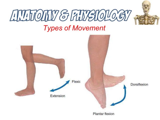 Review of Anatomy and Physiology of Musculoskeletal System / Nursing | PPT