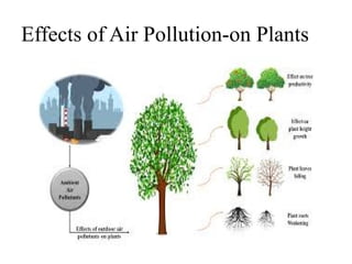 Air pollution and its effects on living things PPT.pptx