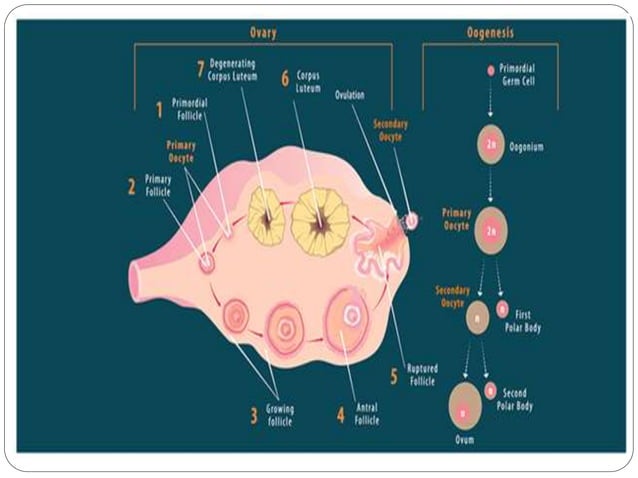 anp ppt CONCEPTION AND FETAL DEVELOPMENT (1).pptx