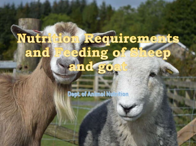 Nutritioal requirements of sheep and goat.pptx