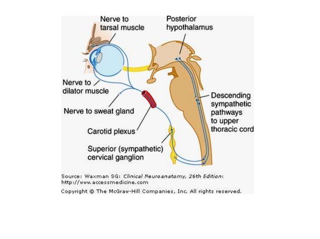 Autonomic nervous system by DR.ARSHAD | PPT