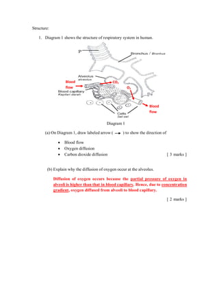 Answer For Gaseous Exchange Exercise | PDF
