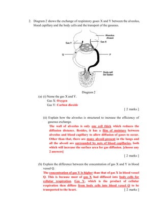 Answer For Gaseous Exchange Exercise | PDF