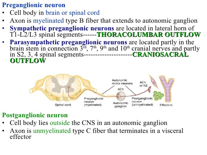 Sympathetic Preganglionic Neurons