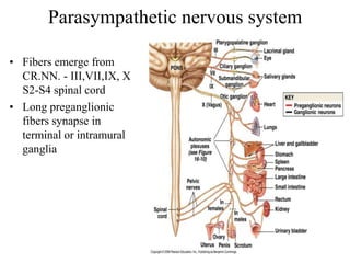 Central Nervous System, The Autonomic Nervous System | PPTX